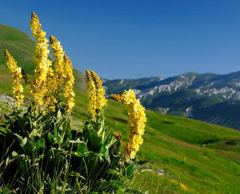 20 Medicinal Wild Plants with Powerful Medicinal Benefits - Plantglossary