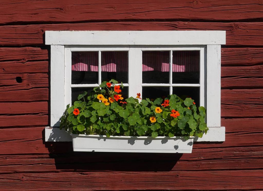 20 Best Flowers for Your Window Boxes - Plantglossary
