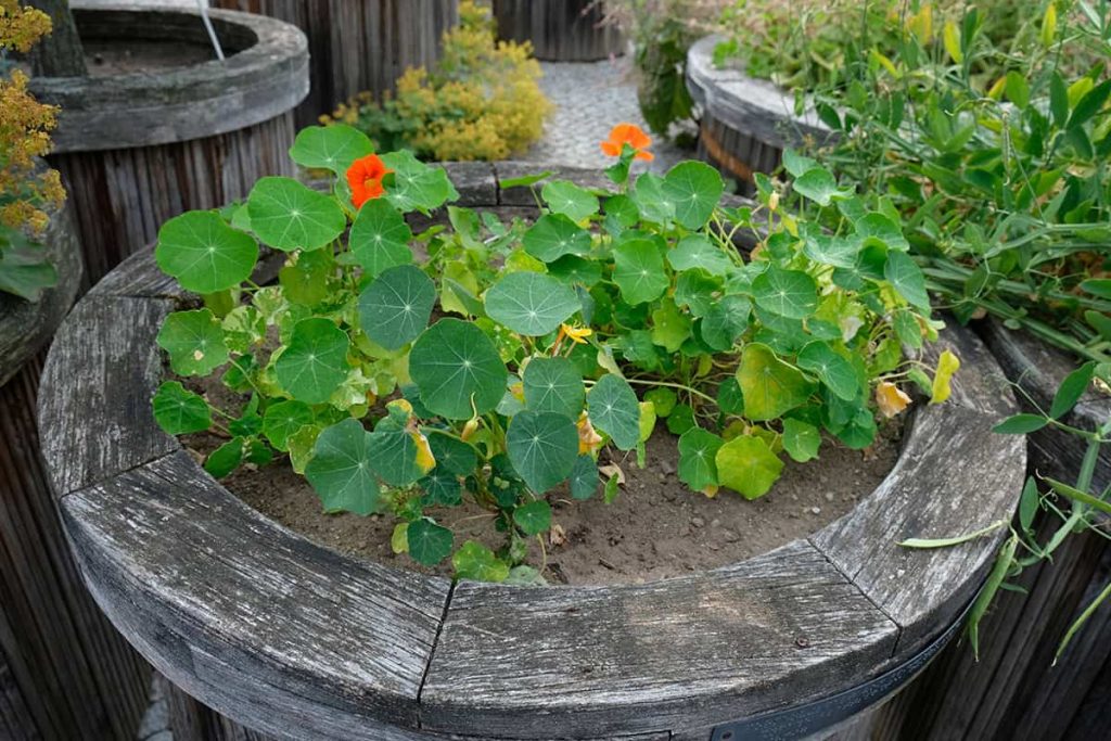 20 Gorgeous Potted Flowers For Patio - Plantglossary