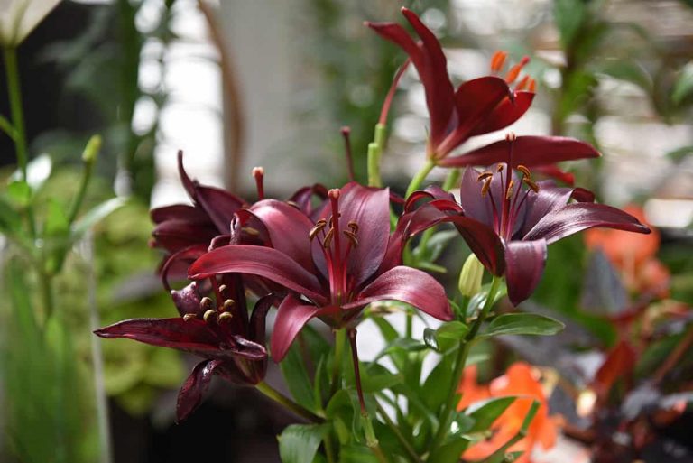 22 Black Flowers to Add Elegance and Mystery to Your Garden - Plantglossary