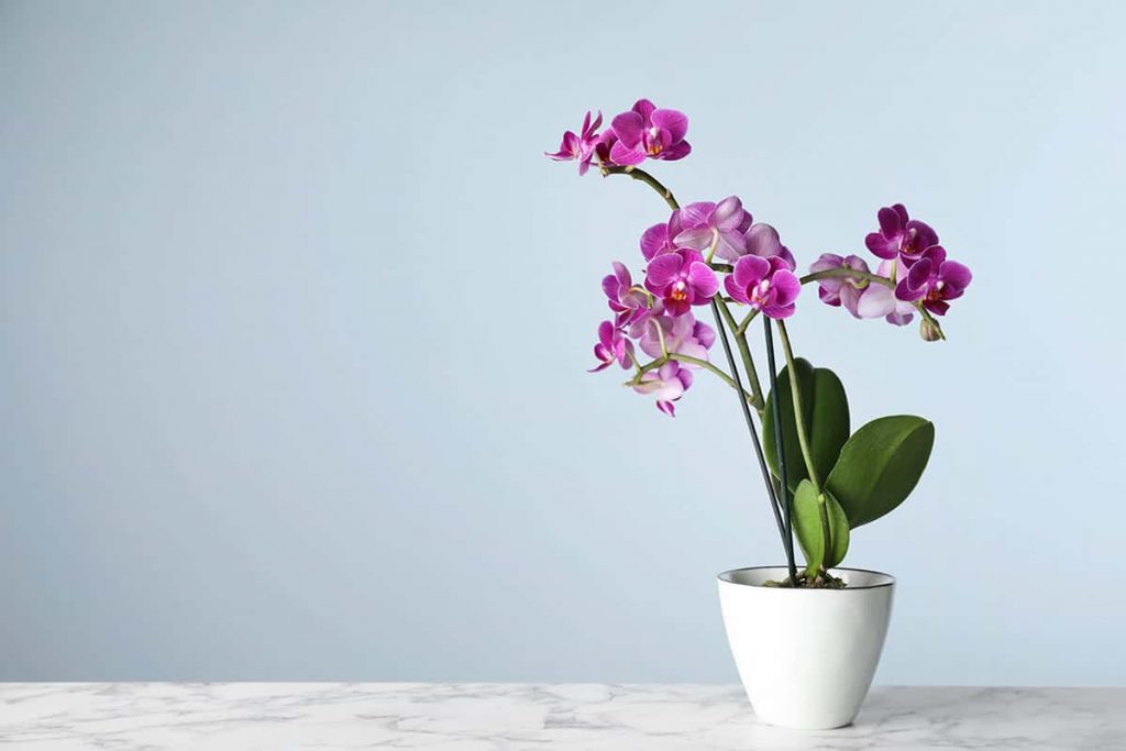 15 Common Houseplants and Their Symbolism - Plantglossary