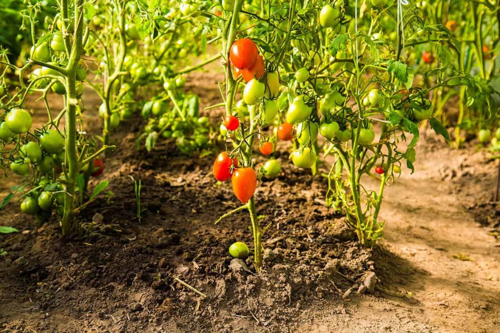 12 Tomato Plant Growing Mistakes That Every Gardener Should Know ...