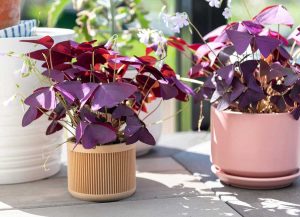 18 Pink Houseplants That Will Make Your Home Pop - Plantglossary