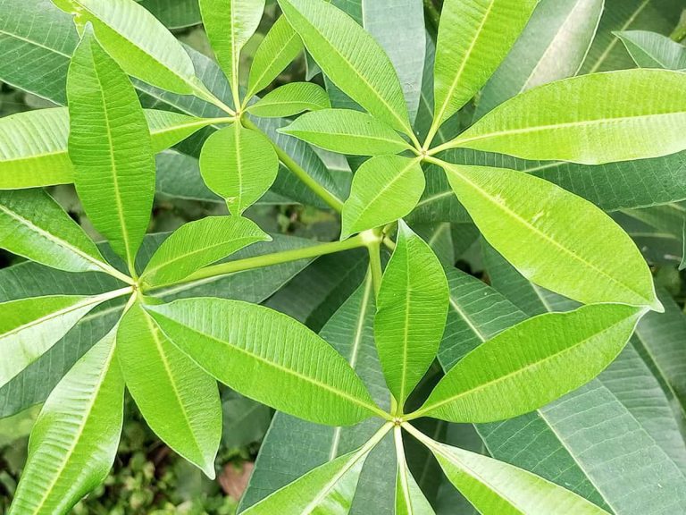 How to Grow and Care For Pachira aquatica - Plantglossary