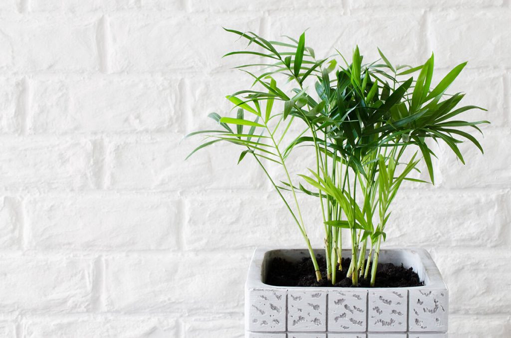 30 Fantastic Low-Light Indoor Plants - Plantglossary
