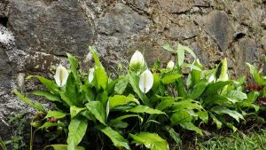 15 Common Houseplants and Their Symbolism - Plantglossary