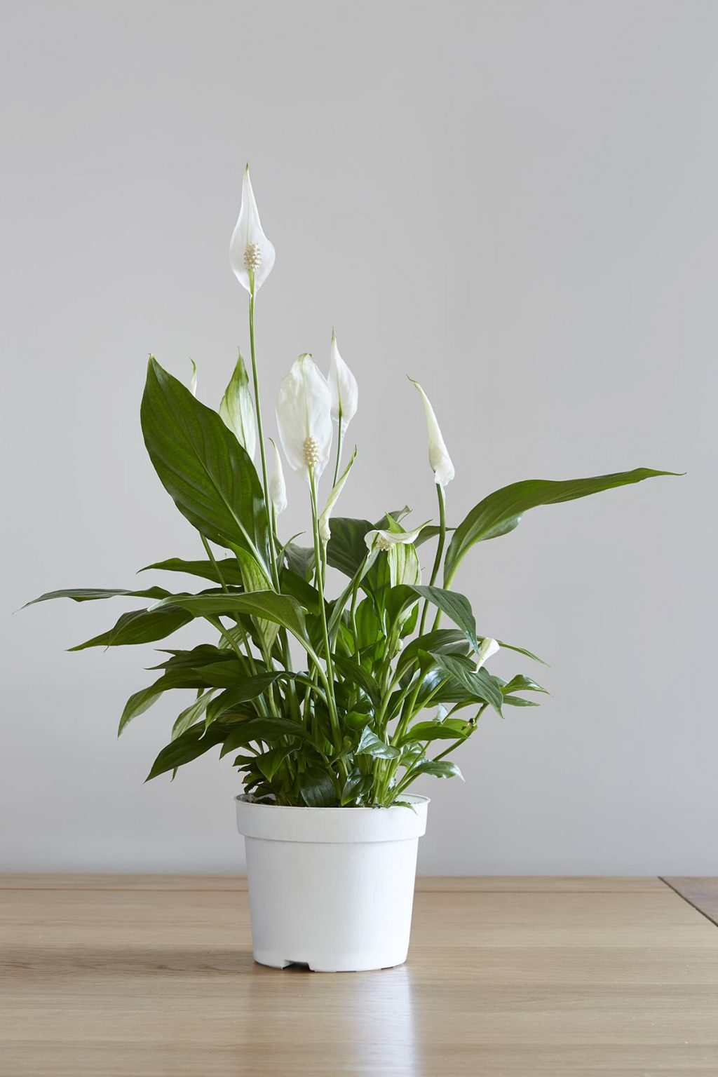 20 Small Indoor Plants That Can Fit Any Space - Plantglossary