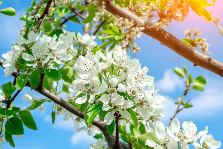 18 Spring Blooming Trees to Enhance Your Landscape - Plantglossary