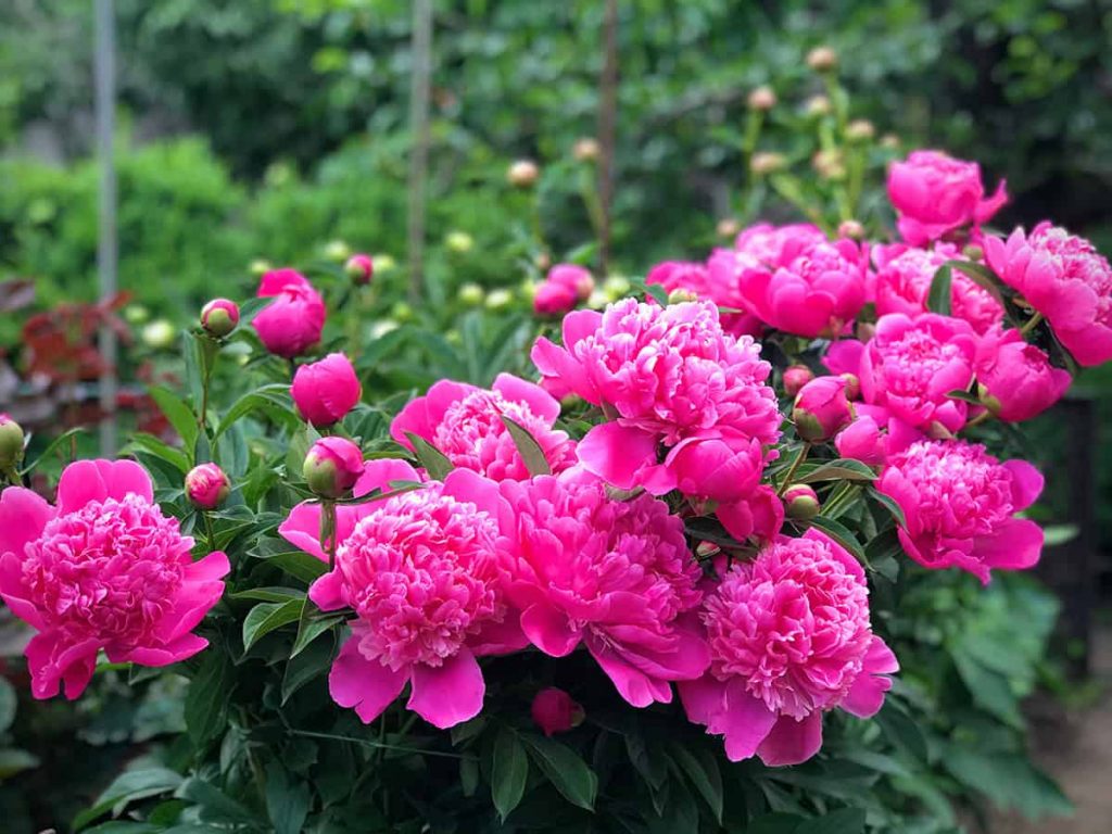 10 Flowers in Season in May – A Guide to Seasonal Blooms - Plantglossary