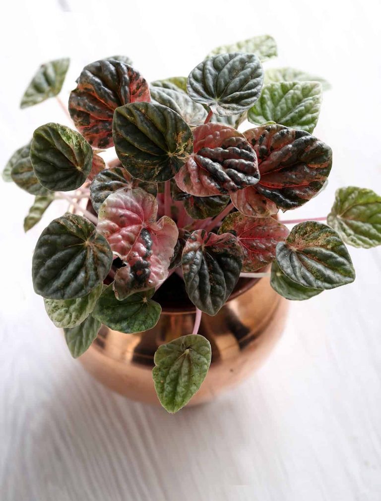 18 Pink Houseplants That Will Make Your Home Pop - Plantglossary
