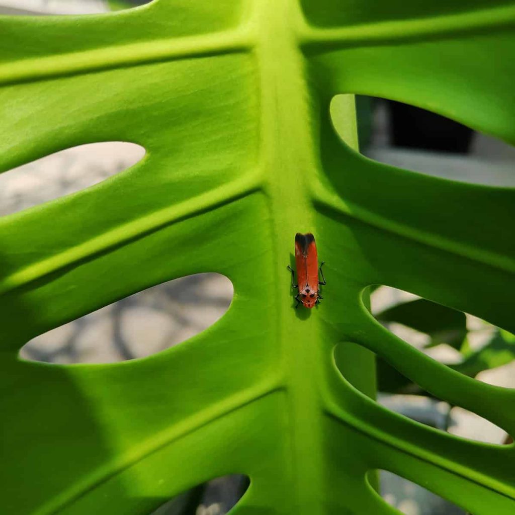 10 Common Problems of Monstera – Causes & What to Do - Plantglossary