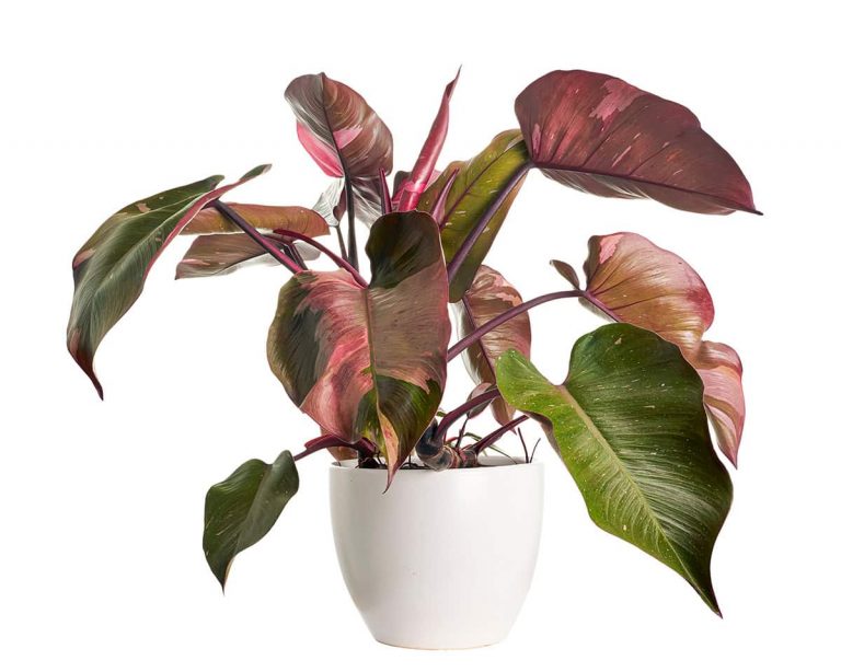 18 Pink Houseplants That Will Make Your Home Pop - Plantglossary