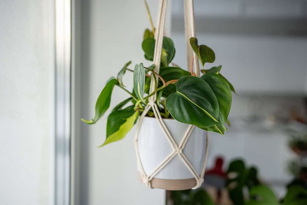 Top 20 Indoor Hanging Plants to Add Greenery and Elevate Your Decor ...