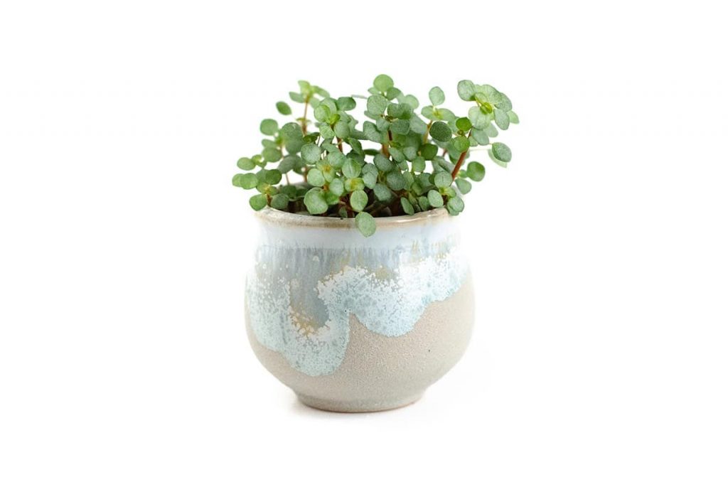 How to Care for Pilea Plant - Plantglossary