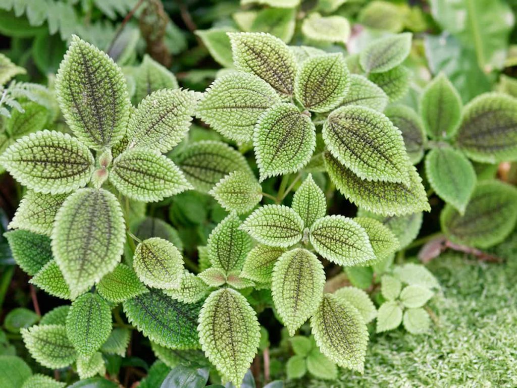 How to Care for Pilea Plant - Plantglossary