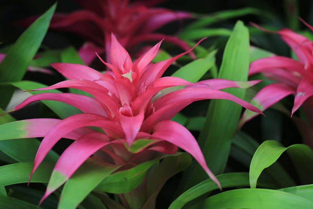 18 Pink Houseplants That Will Make Your Home Pop - Plantglossary