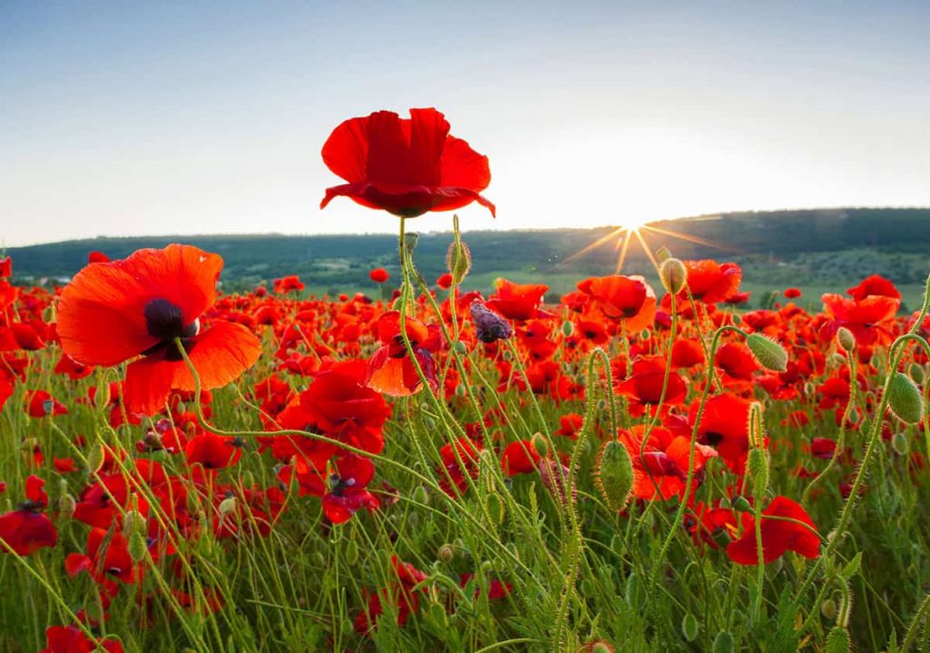 10 Flowers in Season in May – A Guide to Seasonal Blooms - Plantglossary