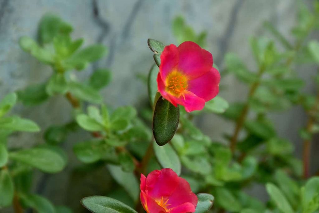 20 Best Flowers for Your Window Boxes - Plantglossary
