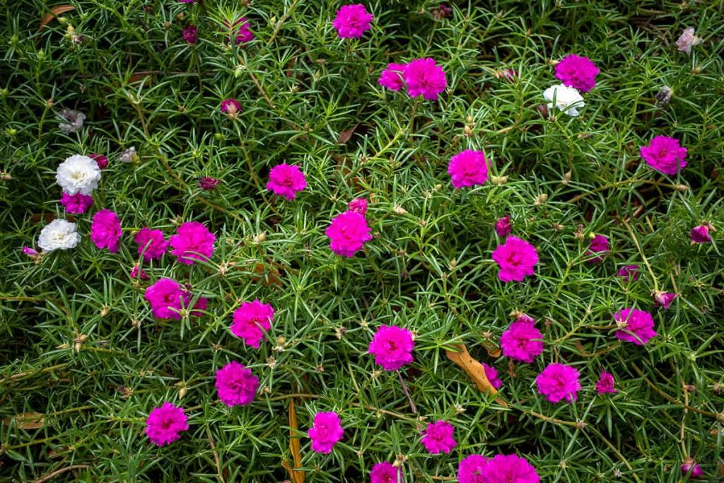 Complete Guide to Purslane Care - Plantglossary