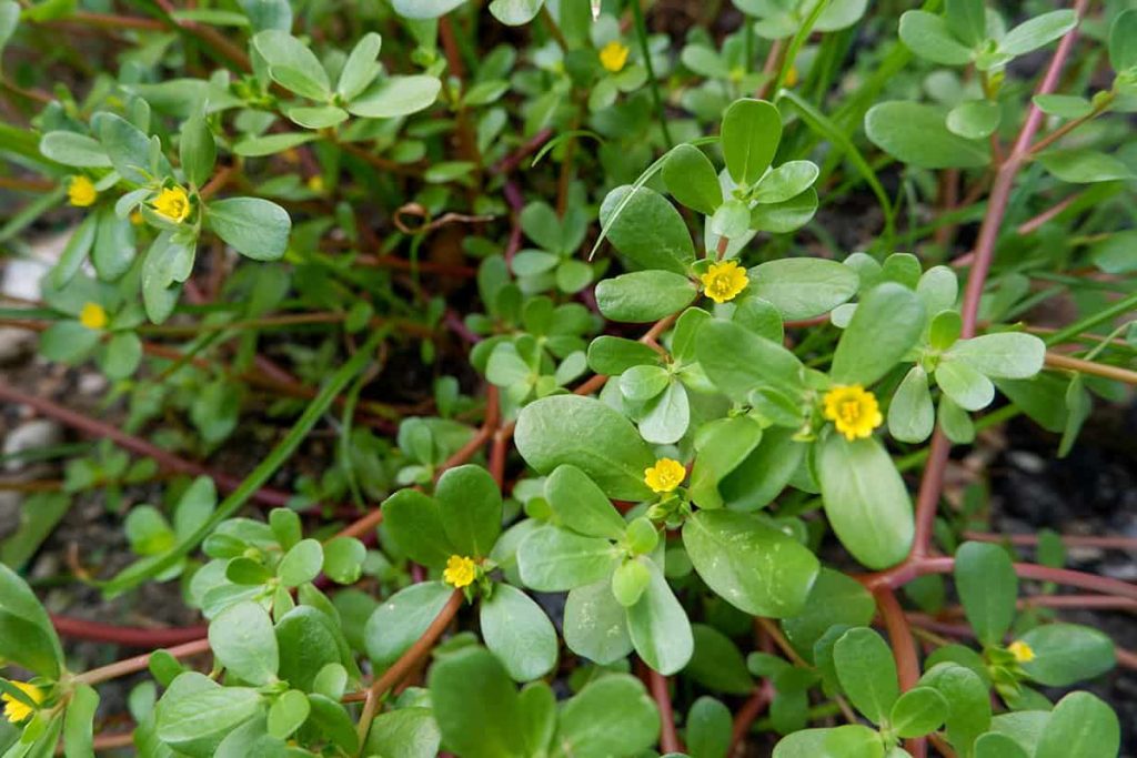Complete Guide to Purslane Care - Plantglossary