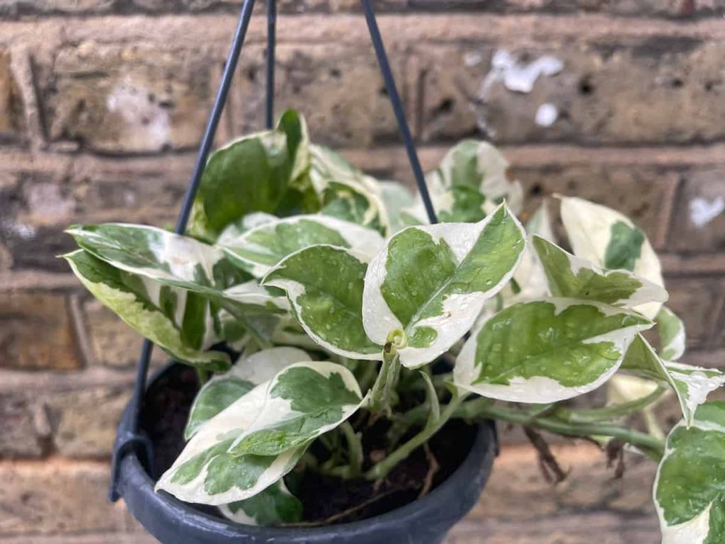 Top 20 Indoor Hanging Plants to Add Greenery and Elevate Your Decor ...