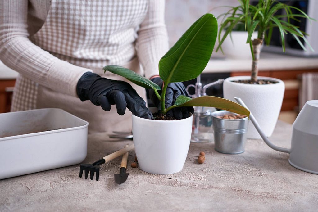 Rubber Plant 101 – Complete Care Tips - Plantglossary