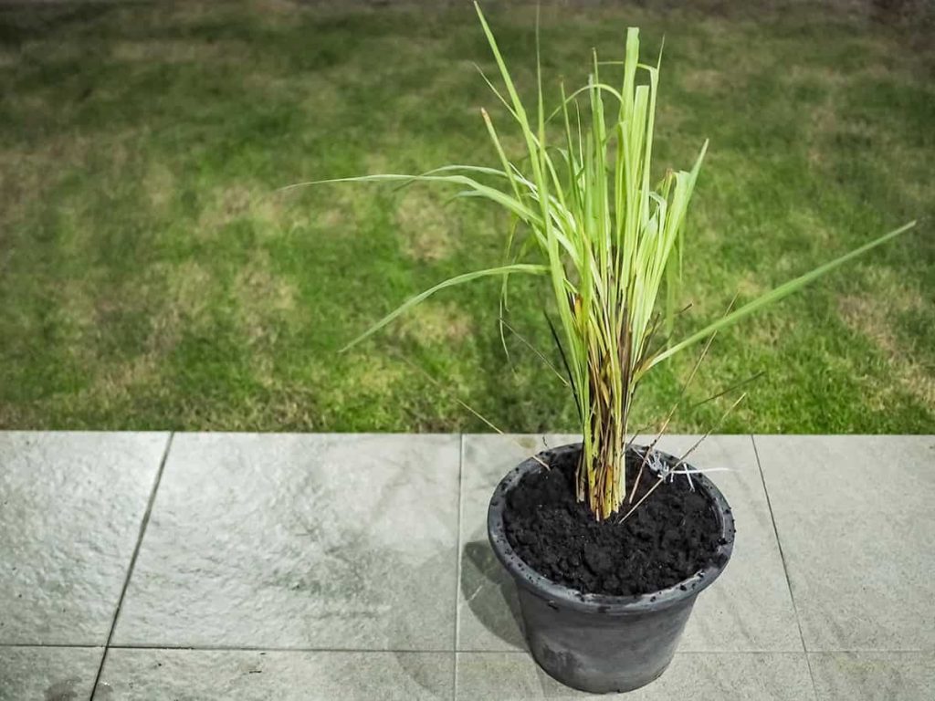 How To Grow And Care For A Citronella Plant - Plantglossary