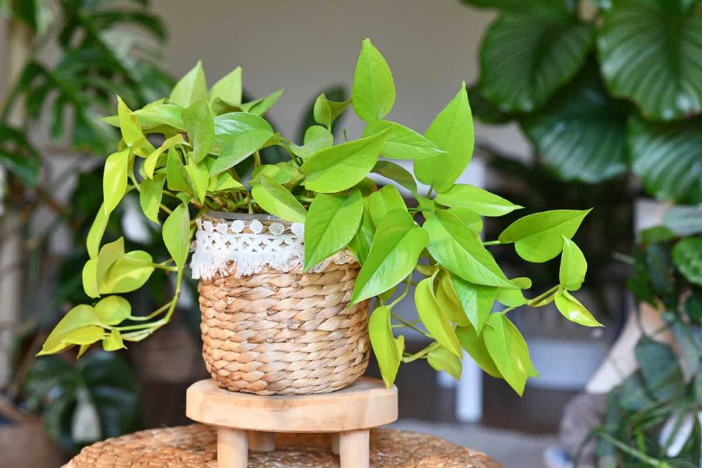 Pothos Basic Care Guide – The Complete Guide - Plantglossary