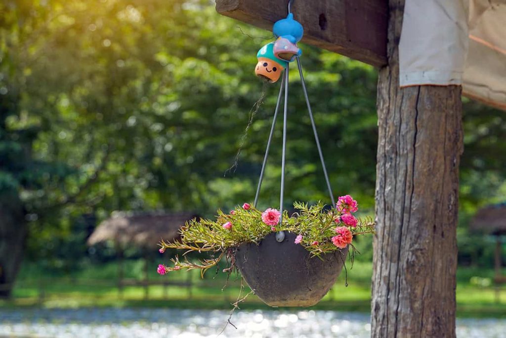 Complete Guide to Purslane Care - Plantglossary