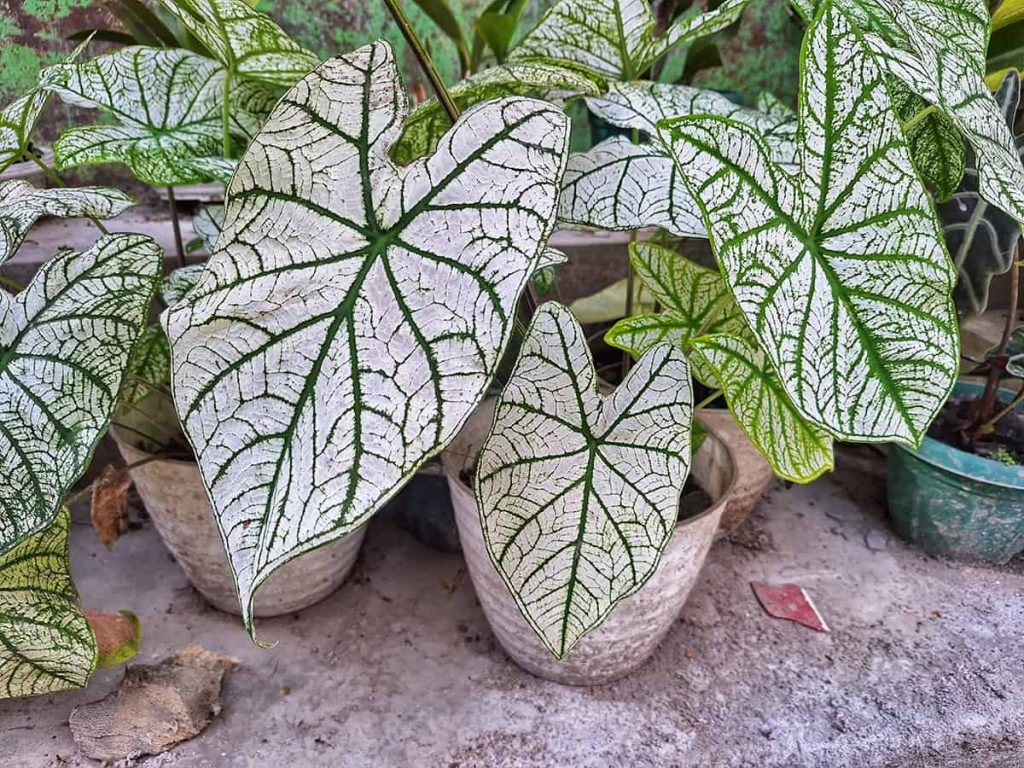 How to Grow and Care For White Christmas Caladium - Plantglossary