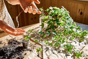 A Complete Care Guide to Ivy Plants - Plantglossary