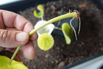 How to Care for Pilea Plant - Plantglossary