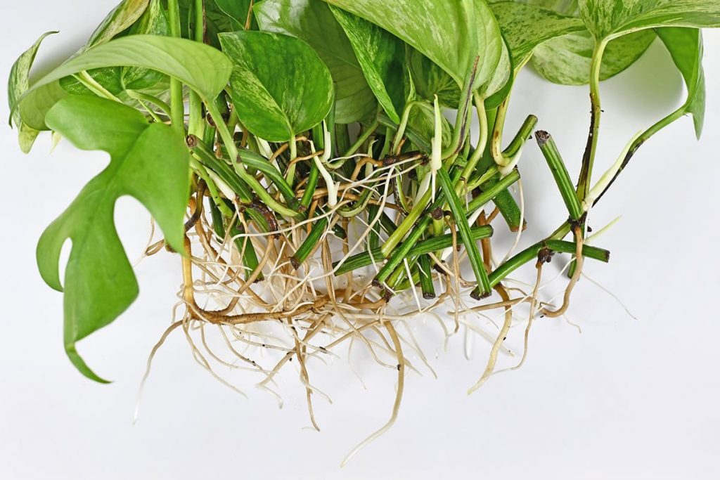 Pothos Basic Care Guide – The Complete Guide - Plantglossary