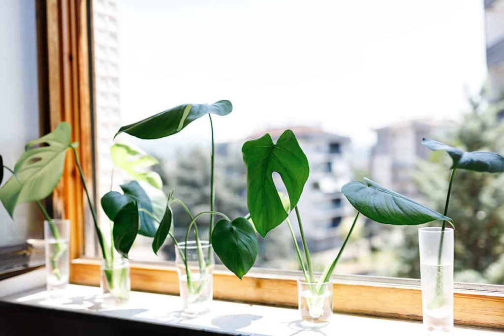 Swiss Cheese Plant Care Guide – The Comprehensive Guide - Plantglossary