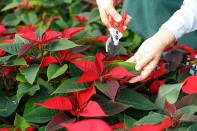 How to Care for Poinsettia For Lasting Blooms - Plantglossary