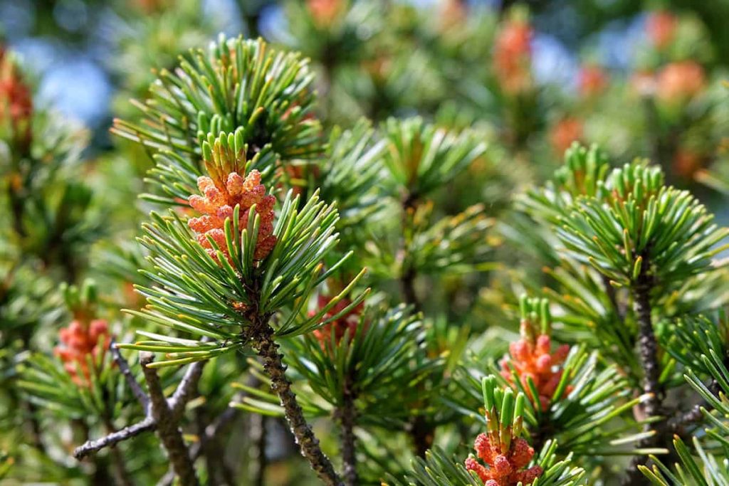 30 Different Types of Pine Trees You Can Grow - Plantglossary