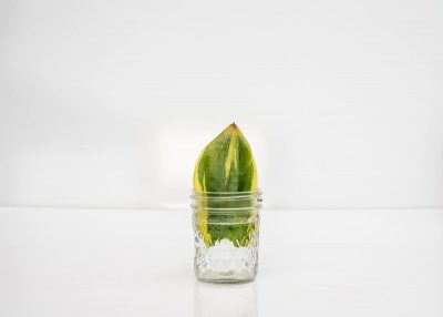 How to Grow Snake Plants in Water - Plantglossary