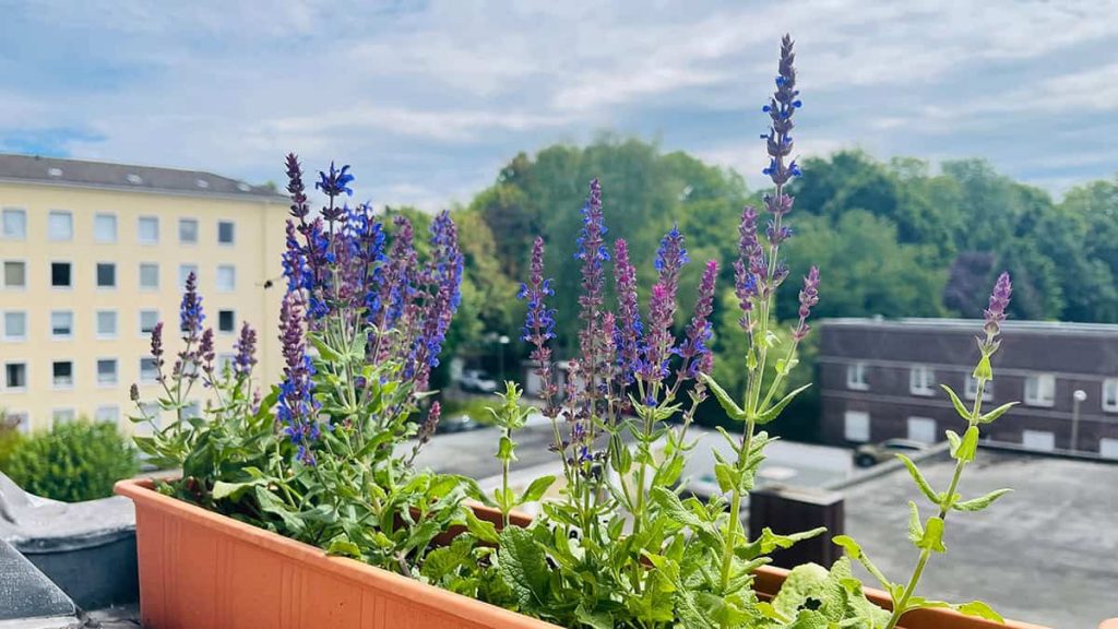 20 Best Flowers for Your Window Boxes - Plantglossary