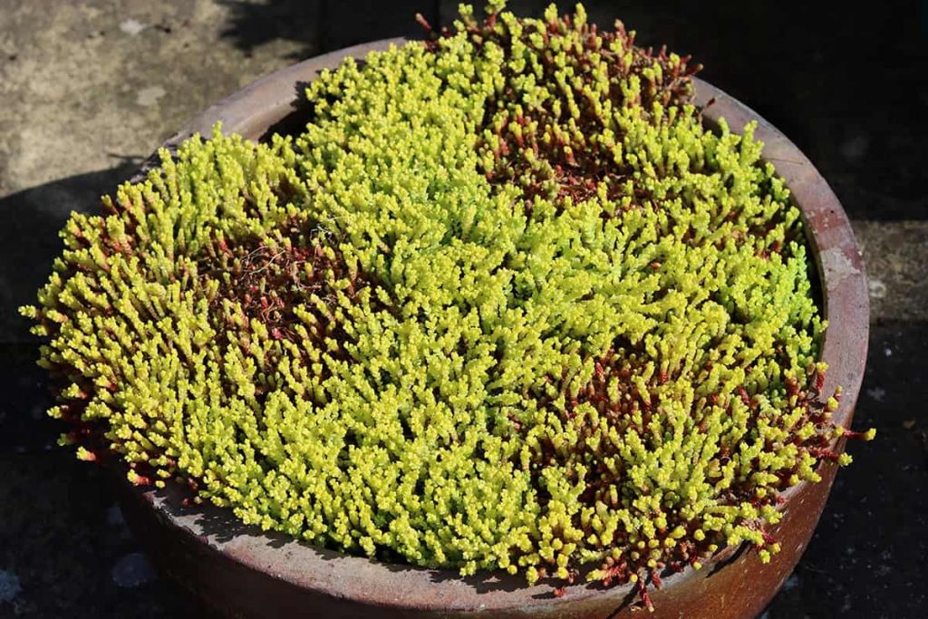 15 Dazzling Container Plant Ideas for Full Sun - Plantglossary