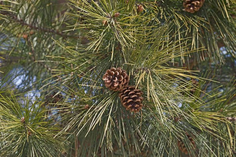 30 Different Types of Pine Trees You Can Grow - Plantglossary
