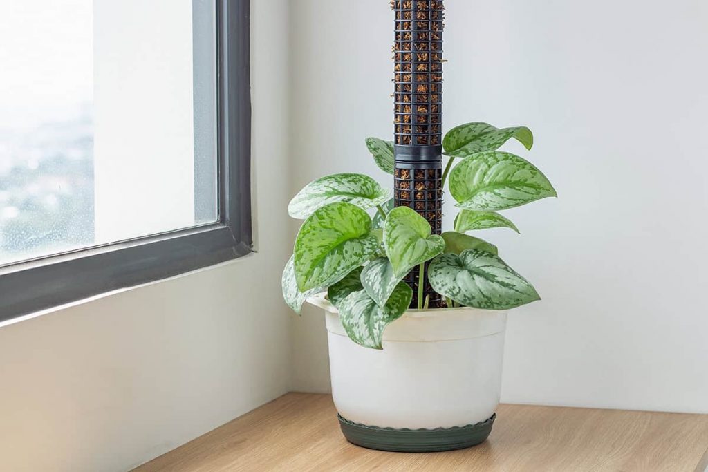 Pothos Basic Care Guide – The Complete Guide - Plantglossary