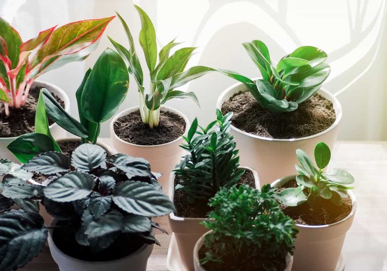 20 Small Indoor Plants That Can Fit Any Space - Plantglossary