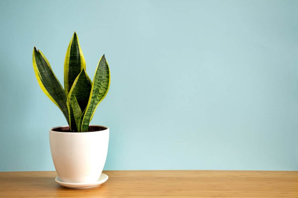 15 Common Houseplants and Their Symbolism - Plantglossary