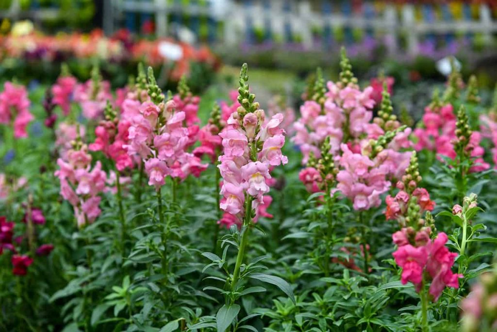 25 Beautiful Flowers to Plant In September - Plantglossary