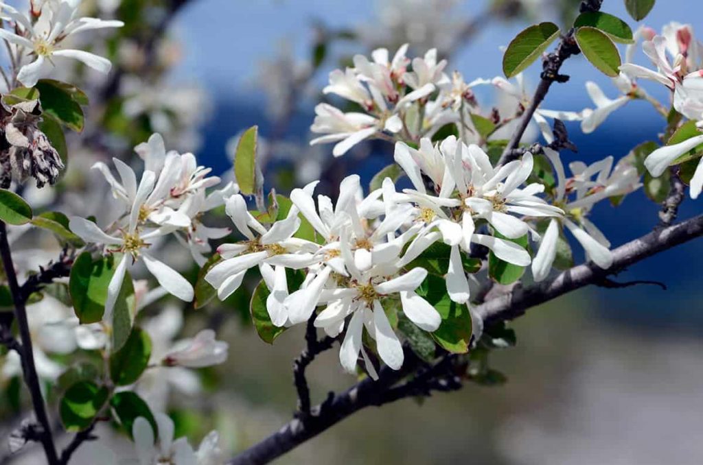 18 Spring Blooming Trees to Enhance Your Landscape - Plantglossary