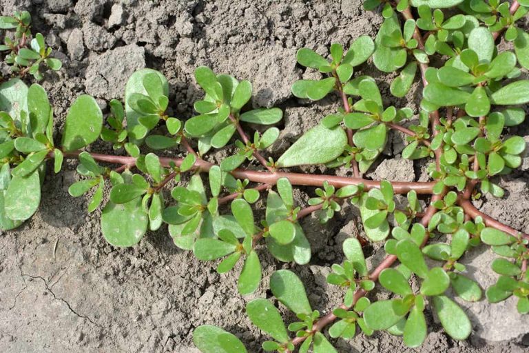 Complete Guide to Purslane Care - Plantglossary