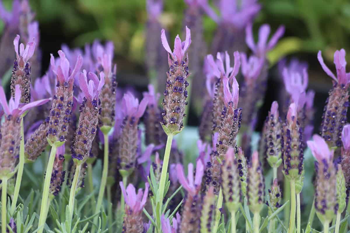 How to Grow and Care for Lavender Plants - Plantglossary
