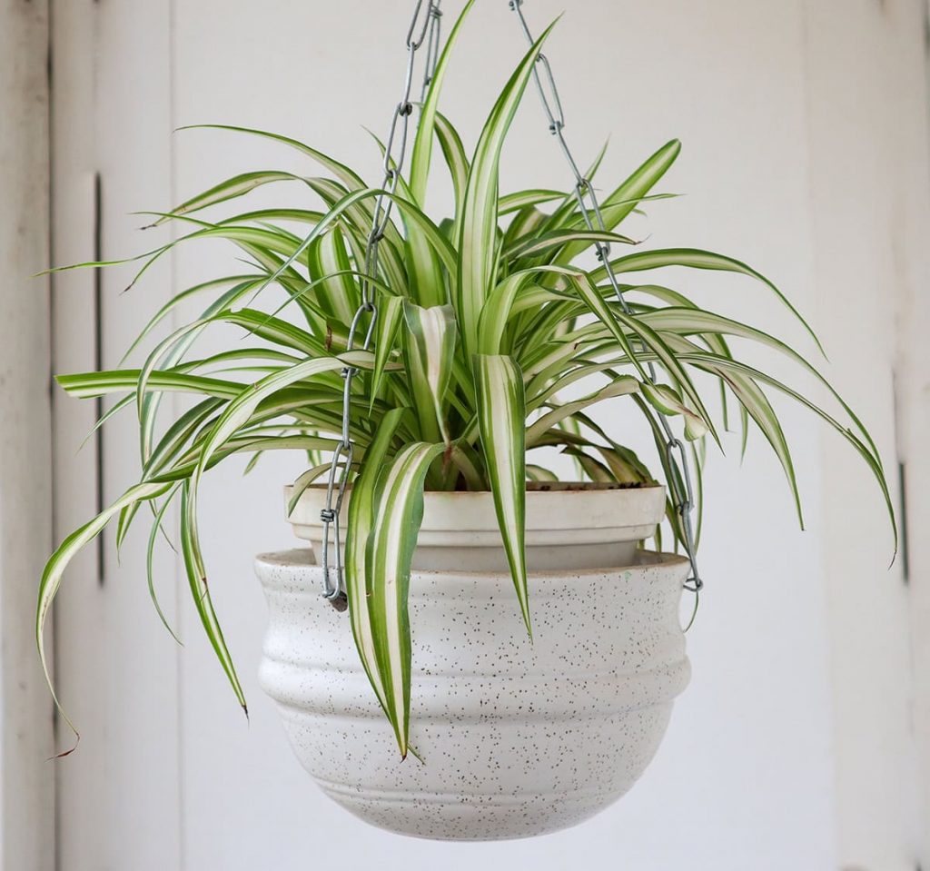 Top 20 Indoor Hanging Plants to Add Greenery and Elevate Your Decor ...