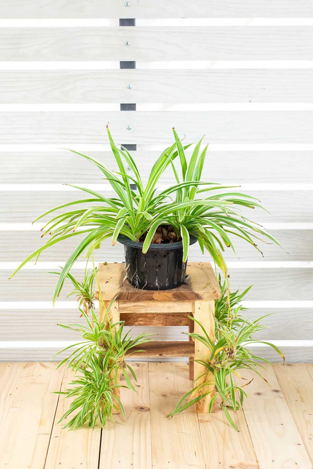 20 Small Indoor Plants That Can Fit Any Space - Plantglossary