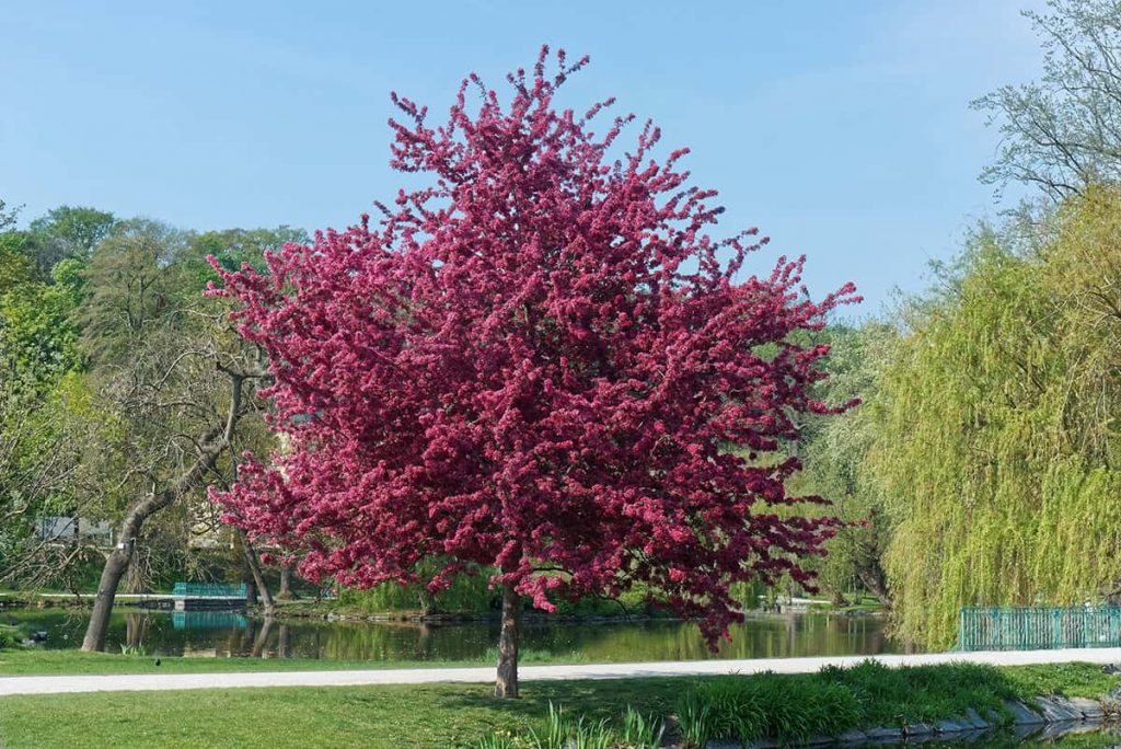 18 Spring Blooming Trees to Enhance Your Landscape - Plantglossary